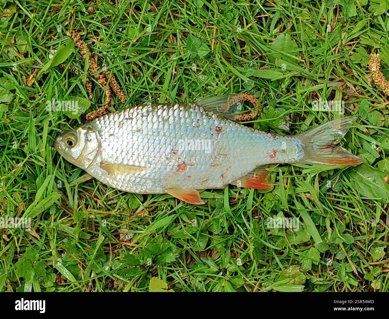 Common Rudd (Scardinius erythrophthalmus), Actinopterygii, Ruillé-le ...