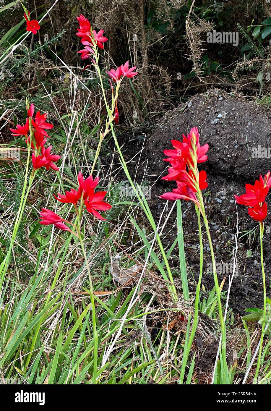 Scarlet River Lily (Hesperantha coccinea), Plantae, Te Waipounamu/South ...