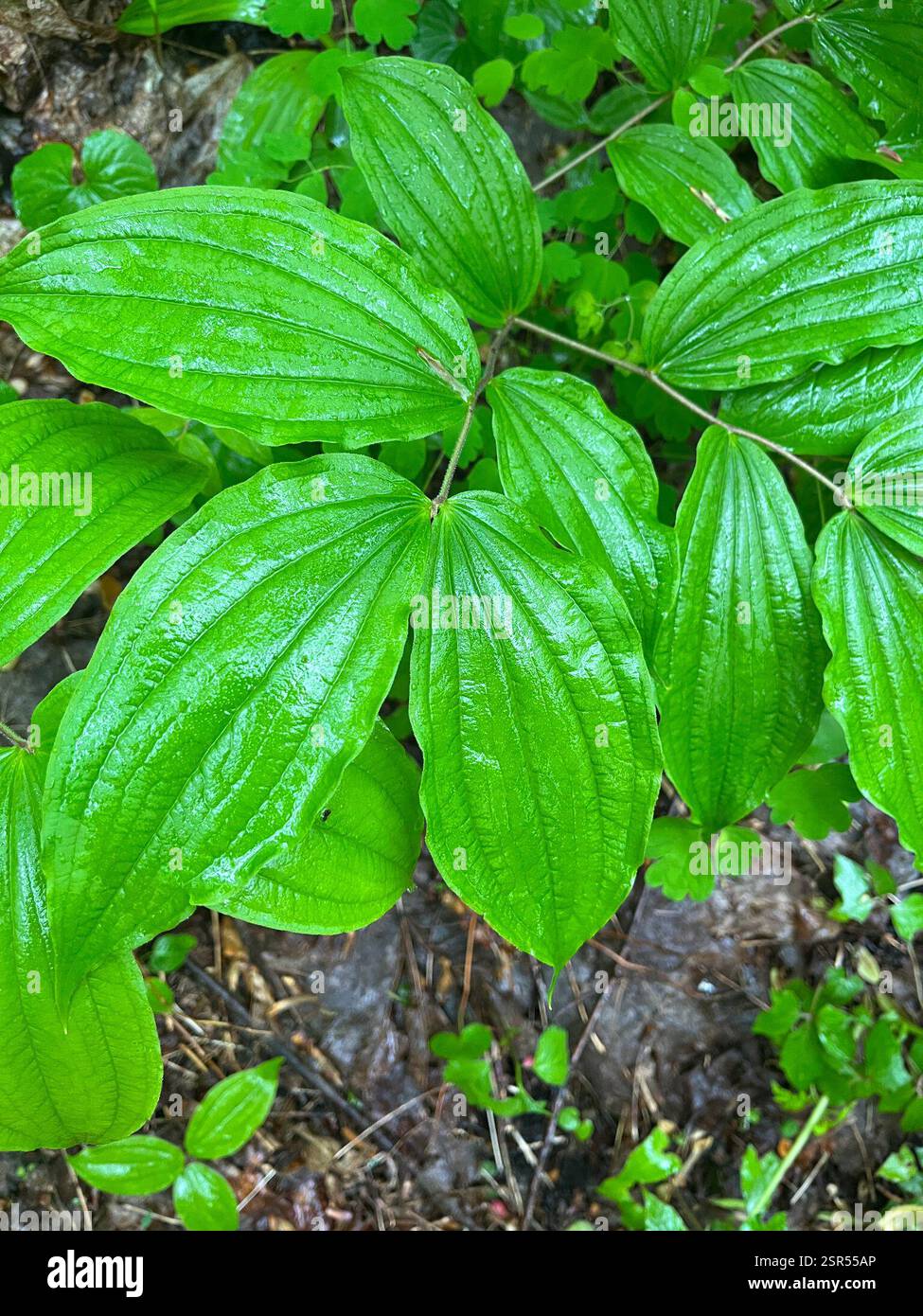 spotted mandarin (Prosartes maculata), Plantae, Macon, North Carolina ...