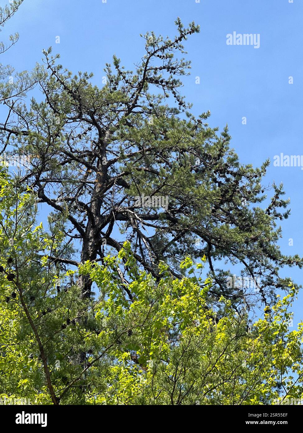 Table Mountain pine (Pinus pungens), Plantae, Lake Jocassee, Salem, SC ...