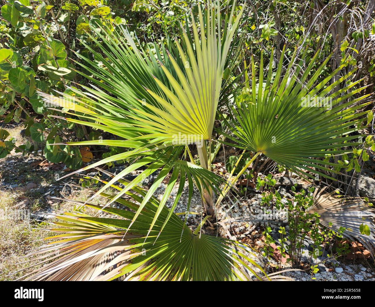 Cayman silver thatch palm (Coccothrinax proctorii), Plantae, 19. ...