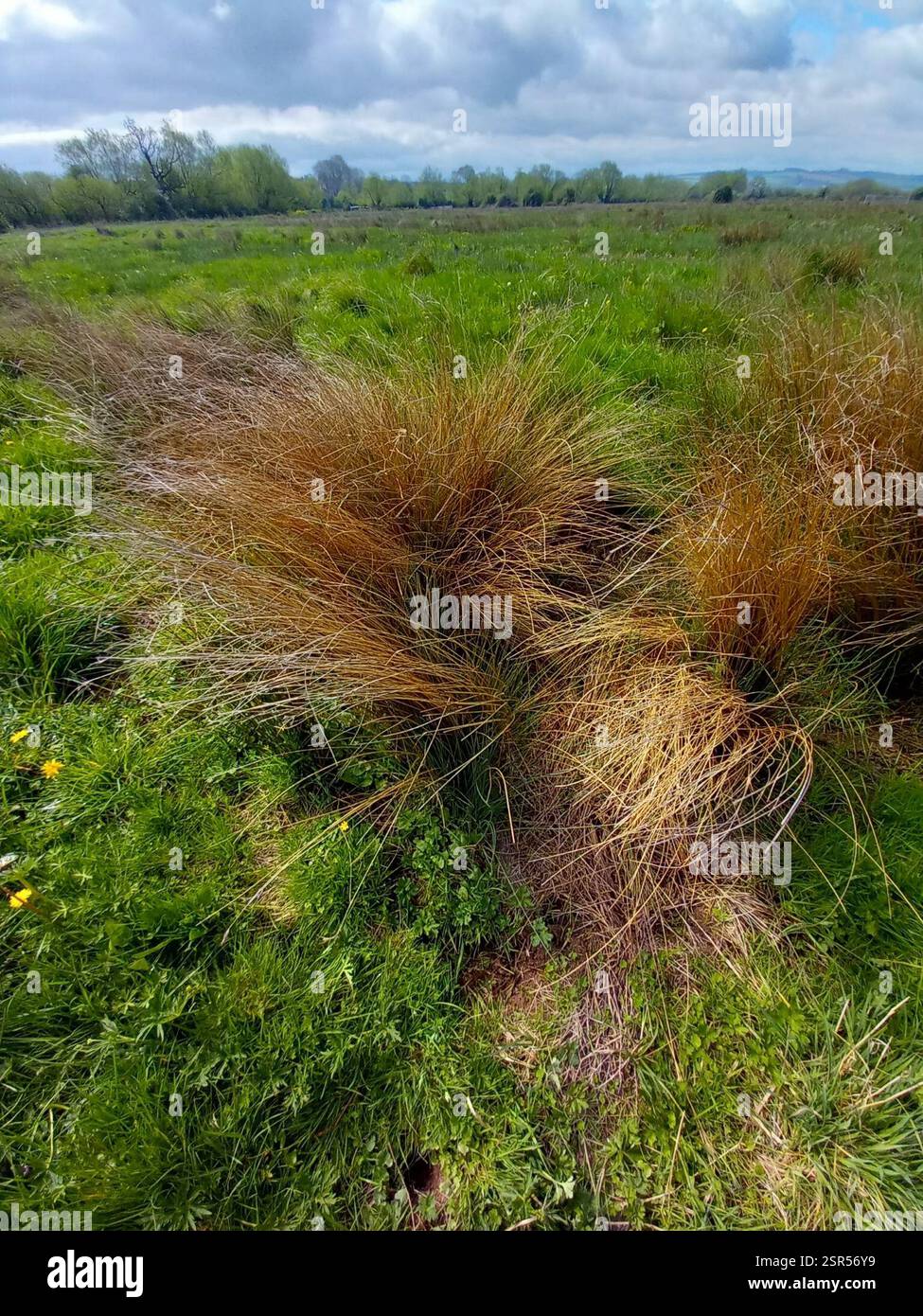Hard Rush (Juncus inflexus), Plantae, 4XFQ+6M The Meads Eco Park ...