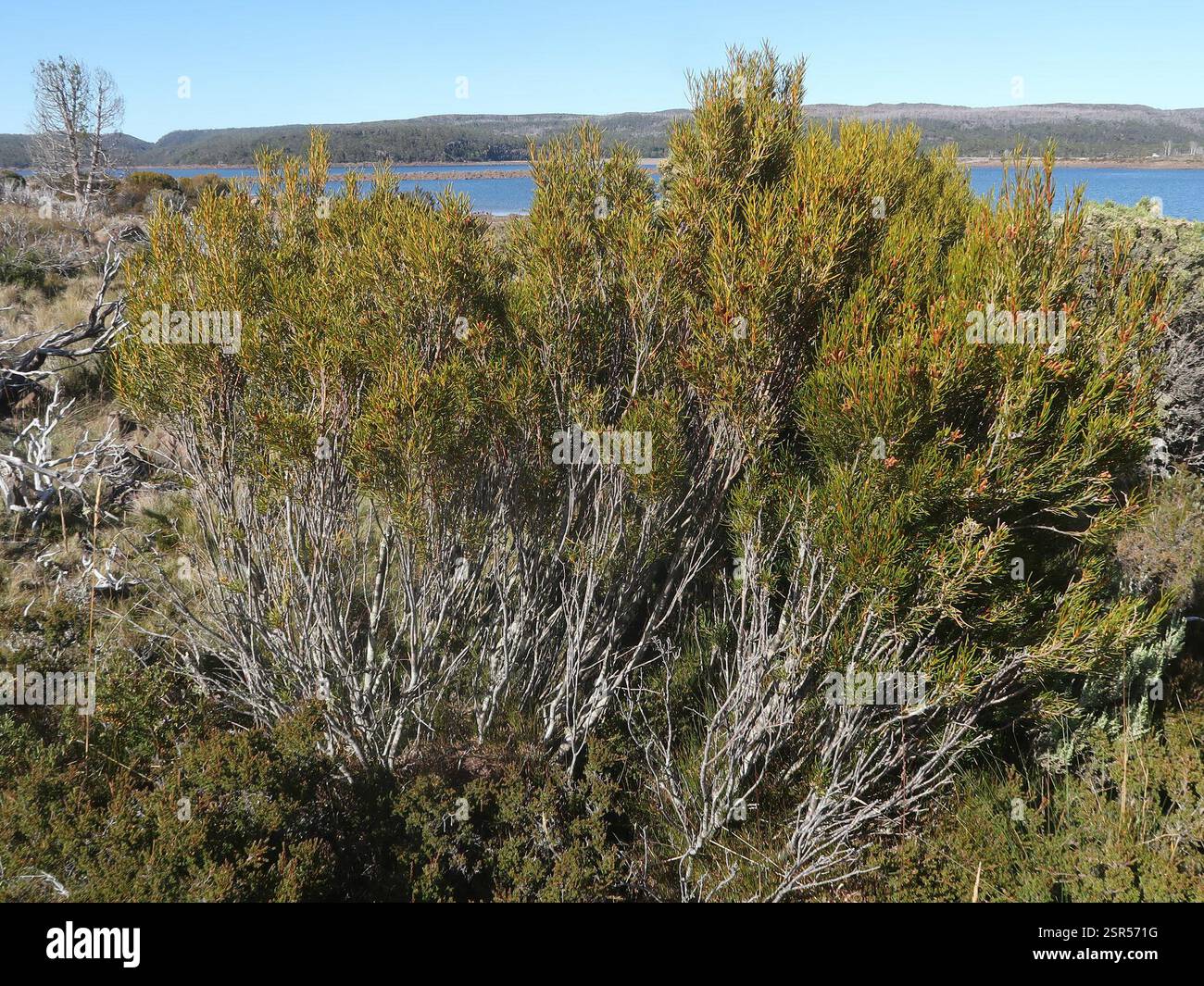 Yellow Bush (Orites acicularis), Plantae, Lake Mackenzie, Central ...