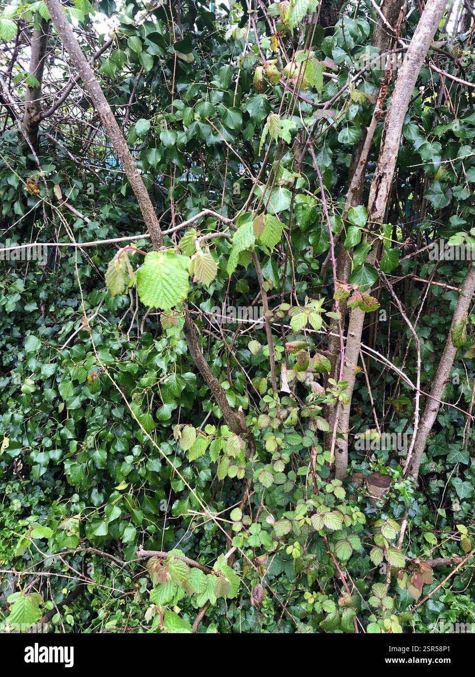 common hazel (Corylus avellana), Plantae, Whitchurch High School ...