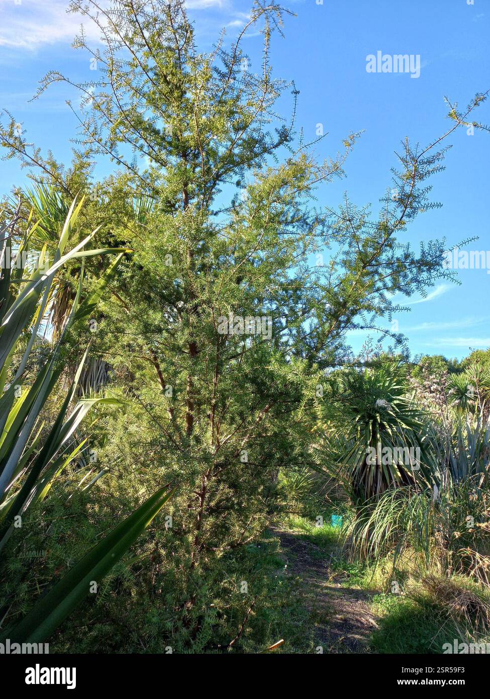 Totara reserve hi-res stock photography and images - Alamy