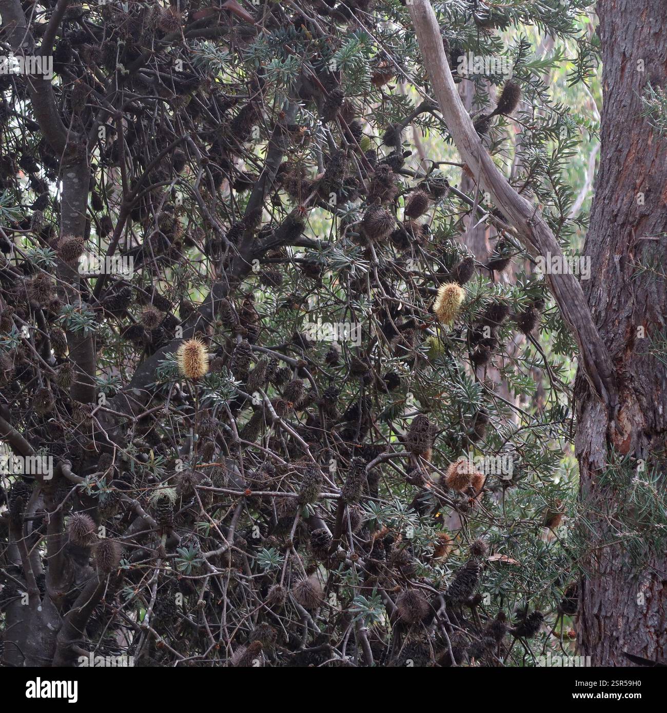 Silver Banksia (Banksia marginata), Plantae, Lake Sorell, Interlaken ...