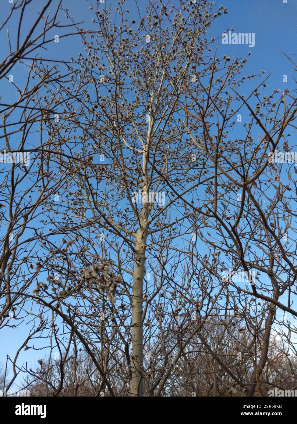 quaking aspen (Populus tremuloides), Plantae, Trinity Bellwoods Park ...