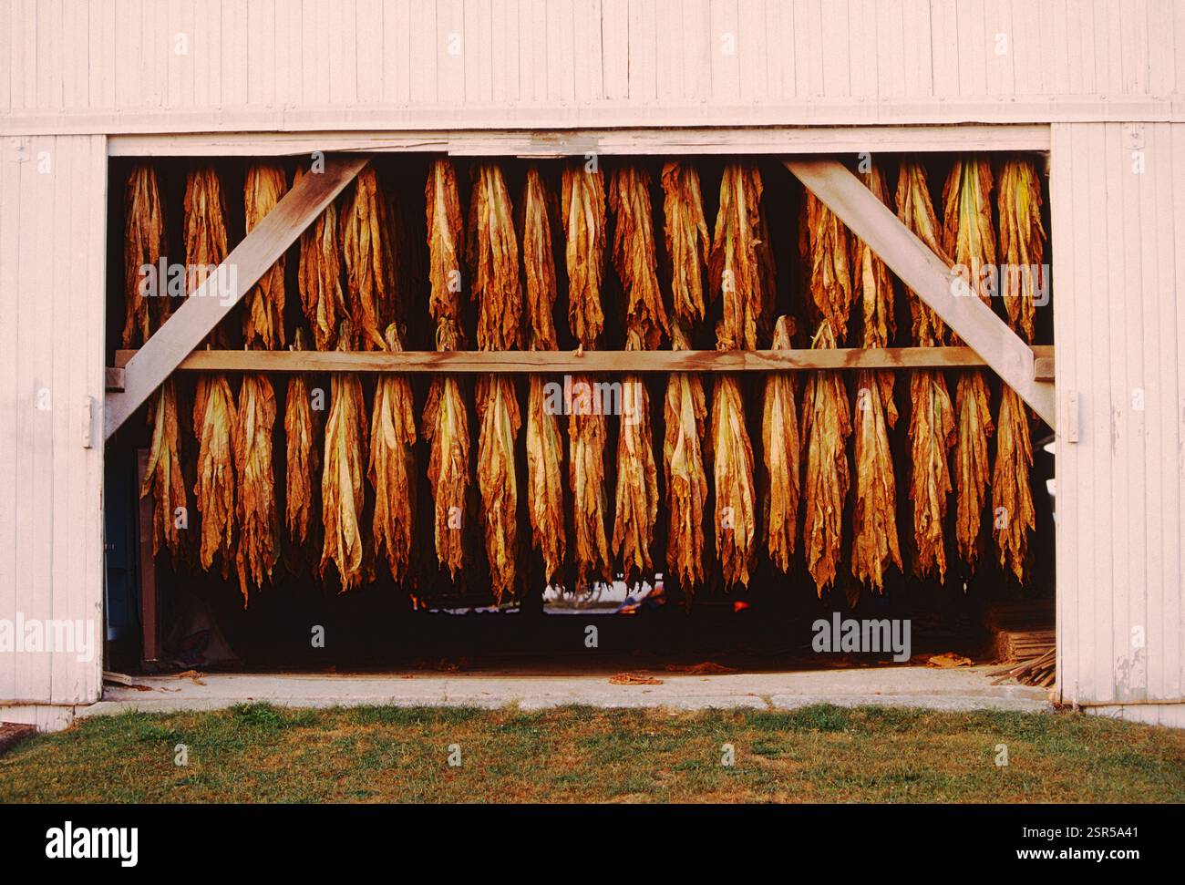 Amish; Plain People; barn with hanging; drying tobacco crop; Lancaster ...