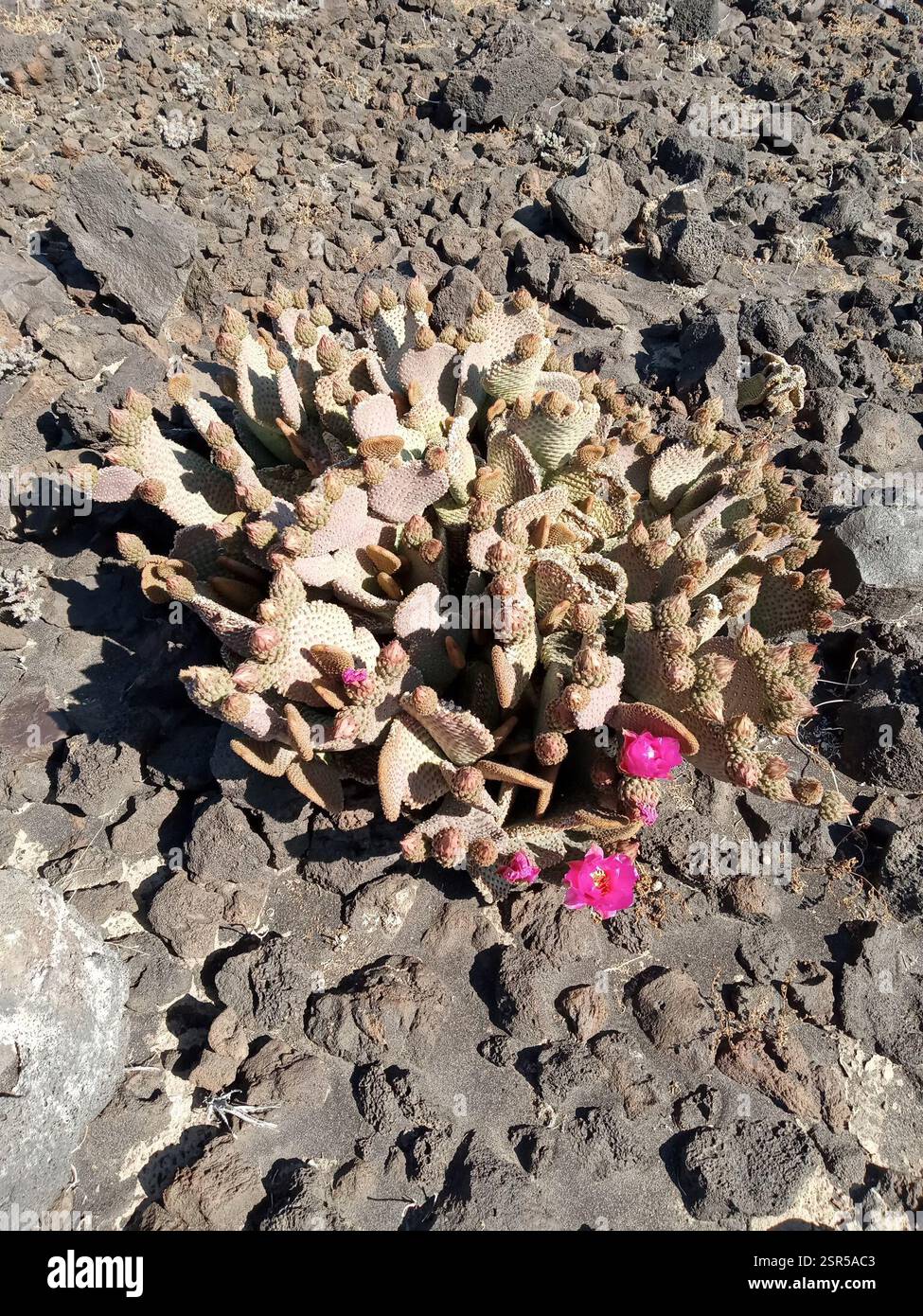 beavertail cactus (Opuntia basilaris basilaris), Plantae, Lavic Lake ...