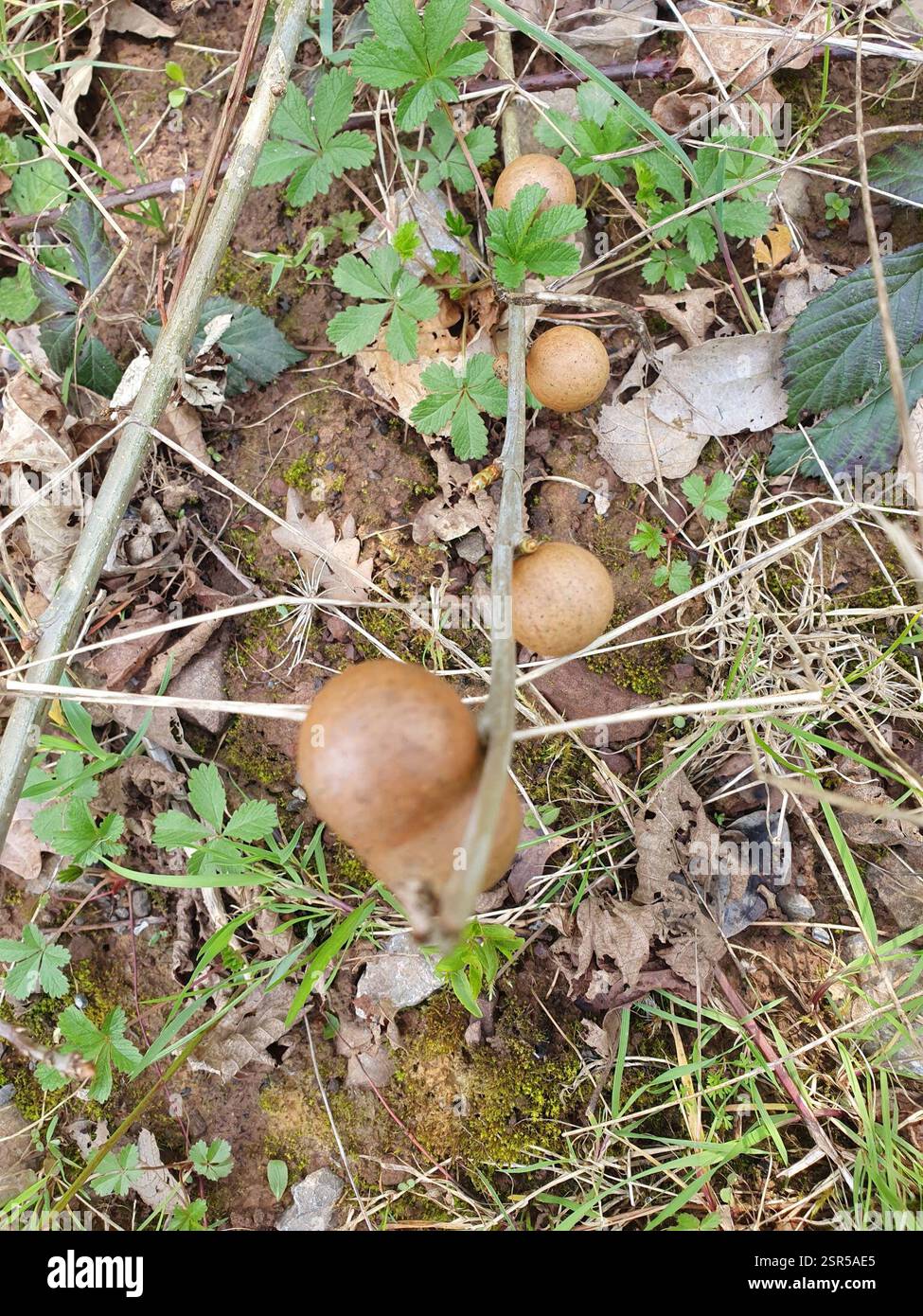 Oak Marble Gall Wasp (Andricus kollari), Insecta, Mangotsfield Rural ...