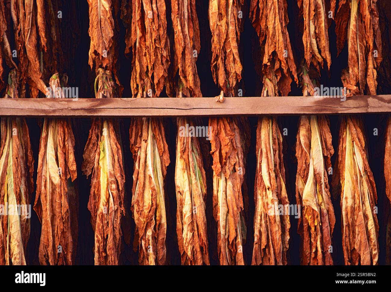 Amish; Plain People; barn with hanging; drying tobacco crop; Lancaster ...