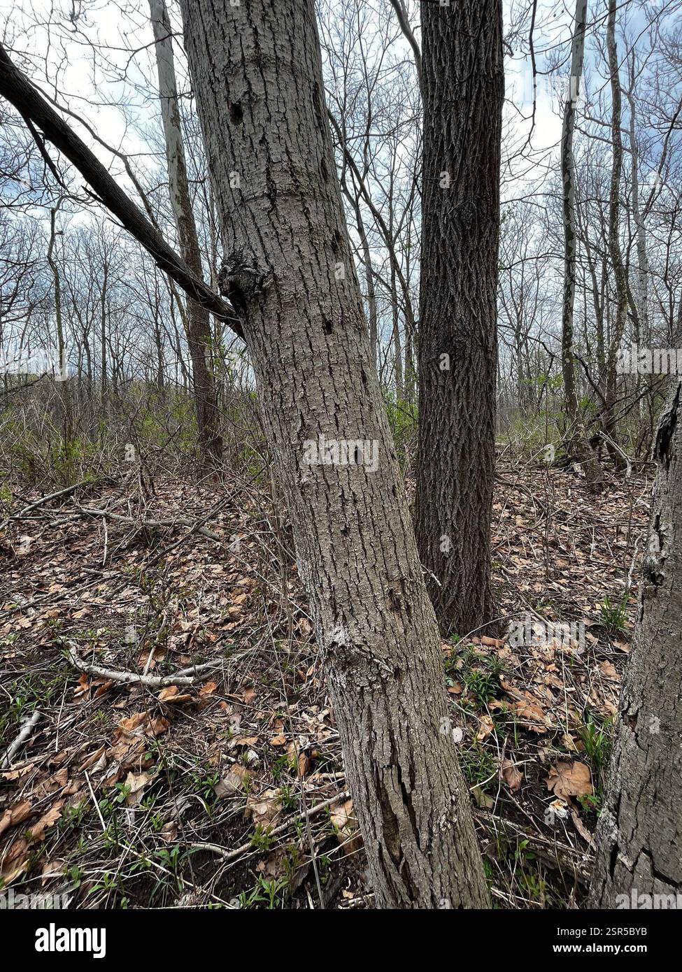Emerald Ash Borer (Agrilus planipennis), Insecta, Medway Valley ...