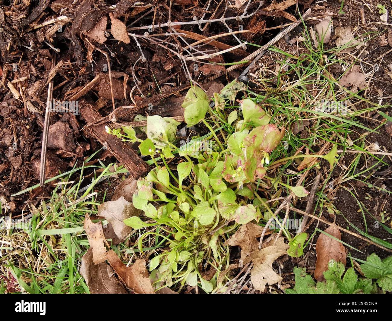 miner's lettuce (Claytonia perfoliata), Plantae, Arthur Lewis Building ...