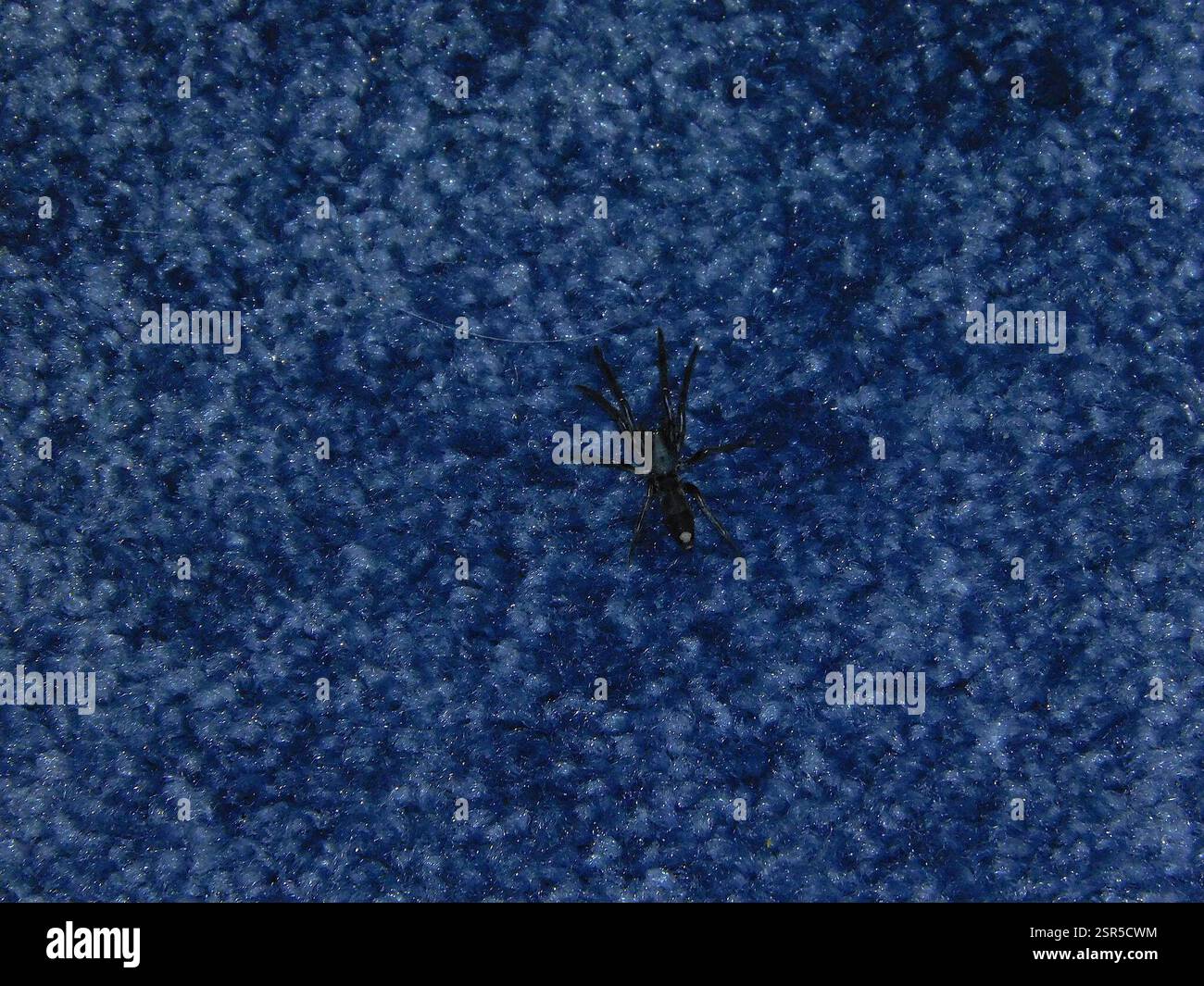 White-tailed Spiders (Lampona), Arachnida, Hobart TAS, Australia Stock ...