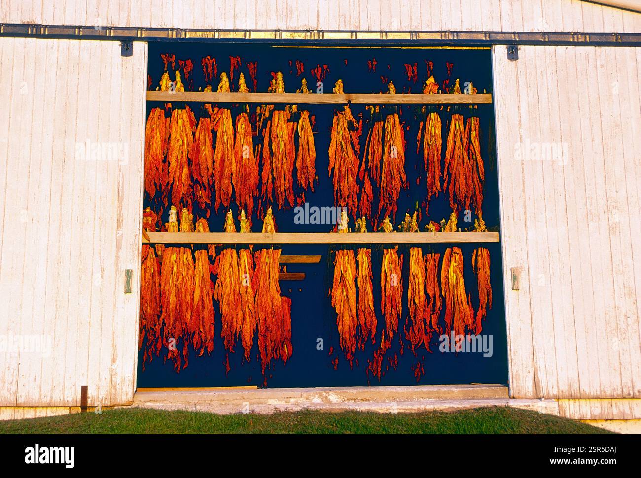 Amish; Plain People; barn with hanging; drying tobacco crop; Lancaster ...