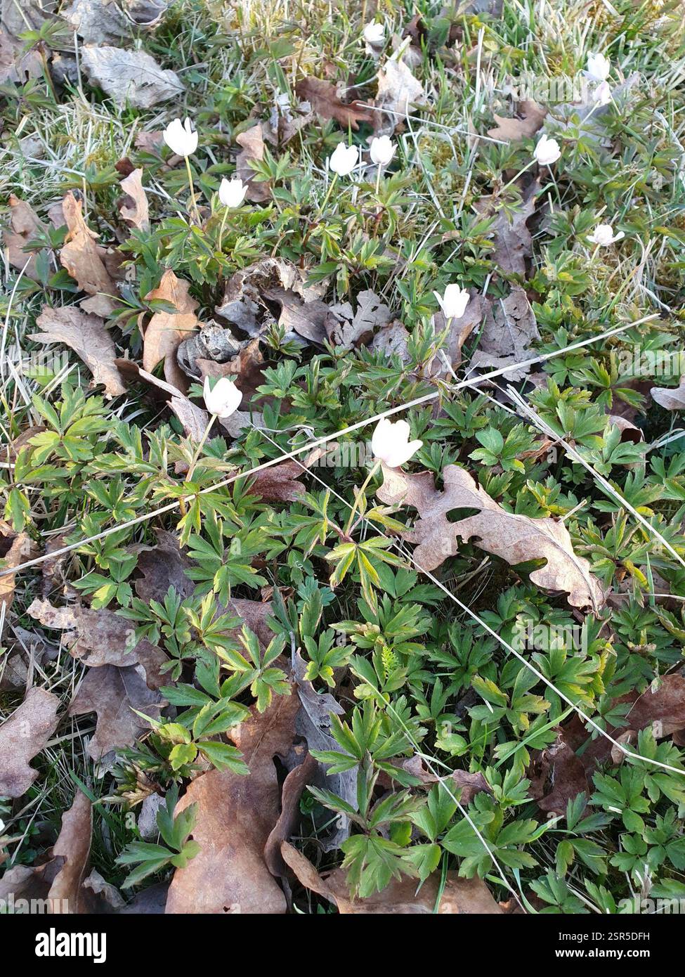 wood anemone (Anemonoides nemorosa), Plantae, 153 91 Järna, Sverige ...