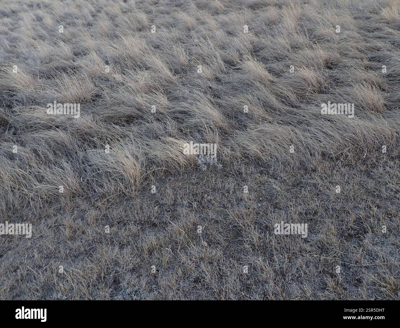 Silver Sagebrush (Artemisia cana), Plantae, Newell County No. 4, AB T0J ...