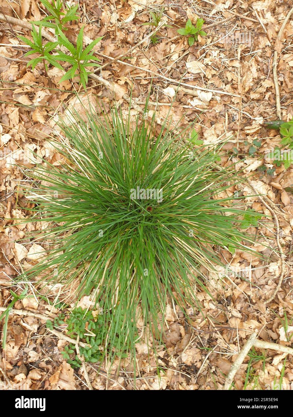 Purple moor grass (Molinia caerulea), Plantae, Balfern, Newton Stewart ...