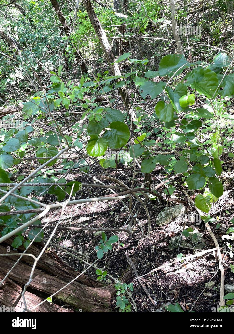 Texas redbud (Cercis canadensis texensis), Plantae, Moody, TX, US Stock ...