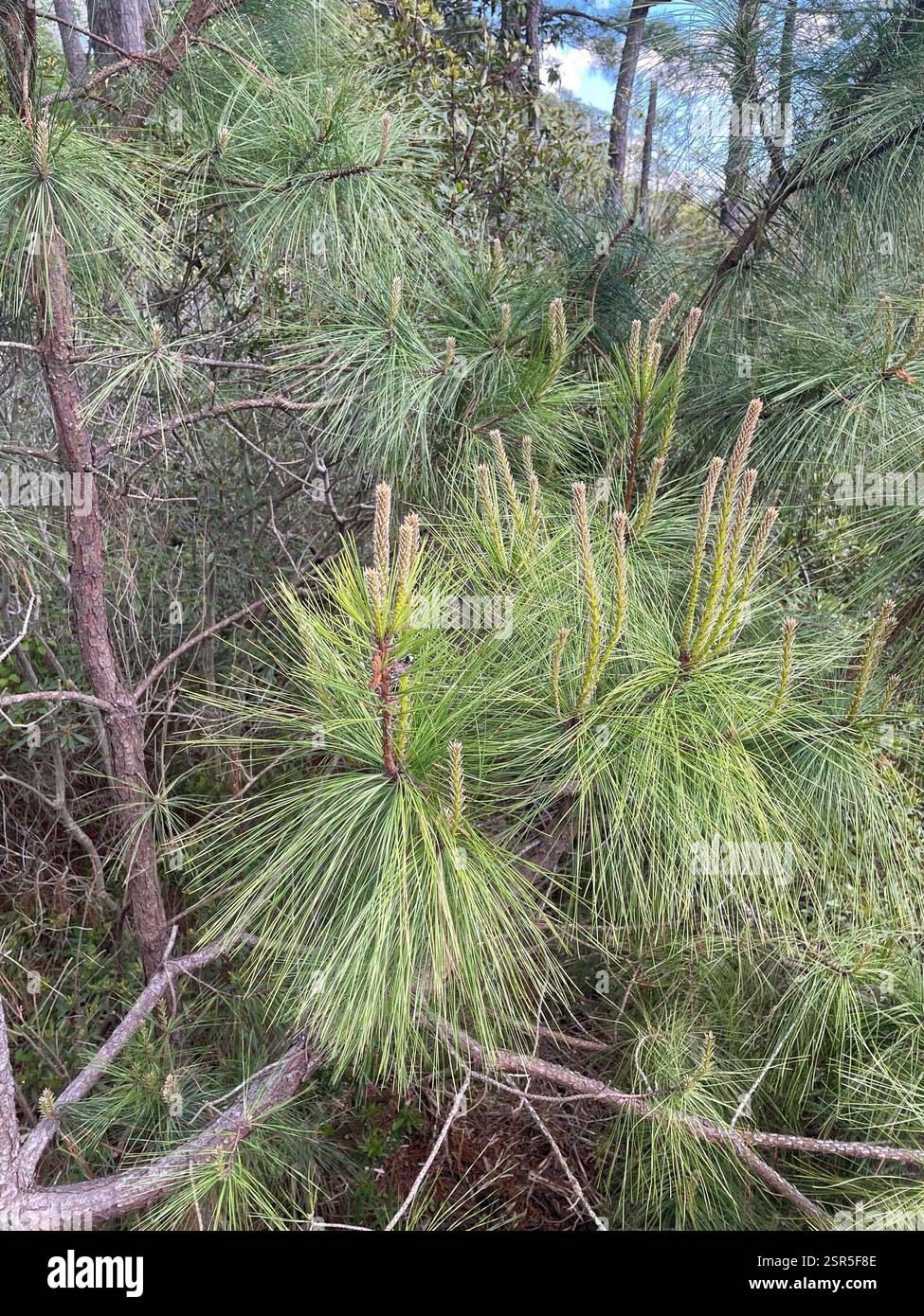 loblolly pine (Pinus taeda), Plantae, Colonial National Historical Park ...