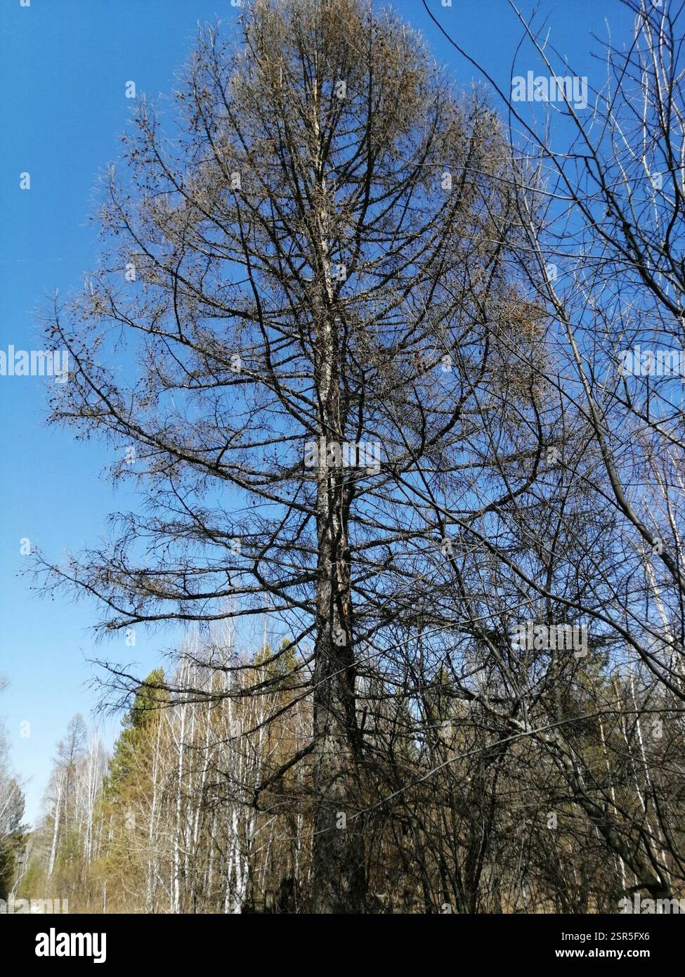 Siberian larch (Larix sibirica), Plantae, Октябрьский, Иркутская обл ...