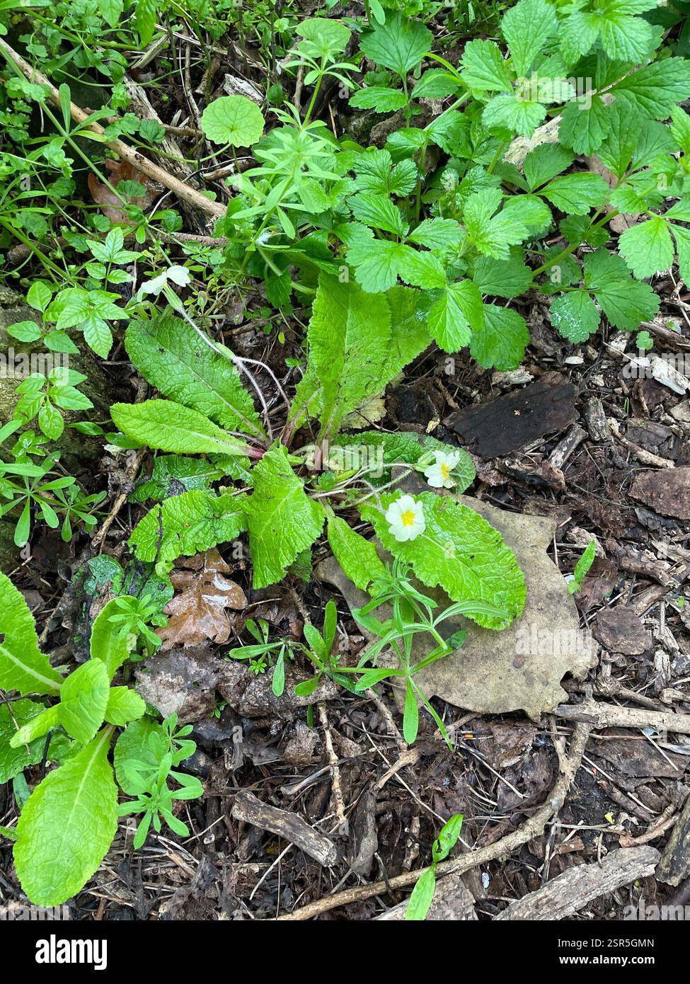Primrose (Primula vulgaris), Plantae, Countess of Chester Country Park ...