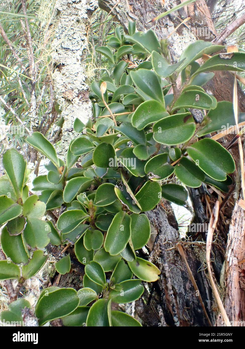 Swamp Mapou (Myrsine coxii), Plantae, Waitangi, NZ-CI, NZ, Common along ...