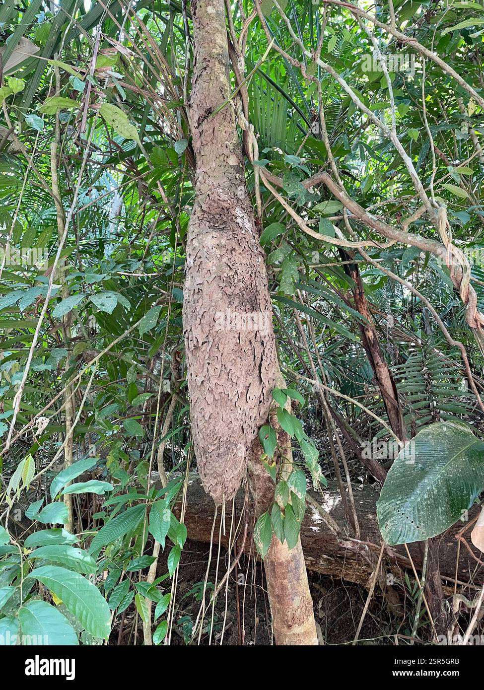 Cecropia Ants and Allies (Azteca), Insecta, Soberanía National Park ...