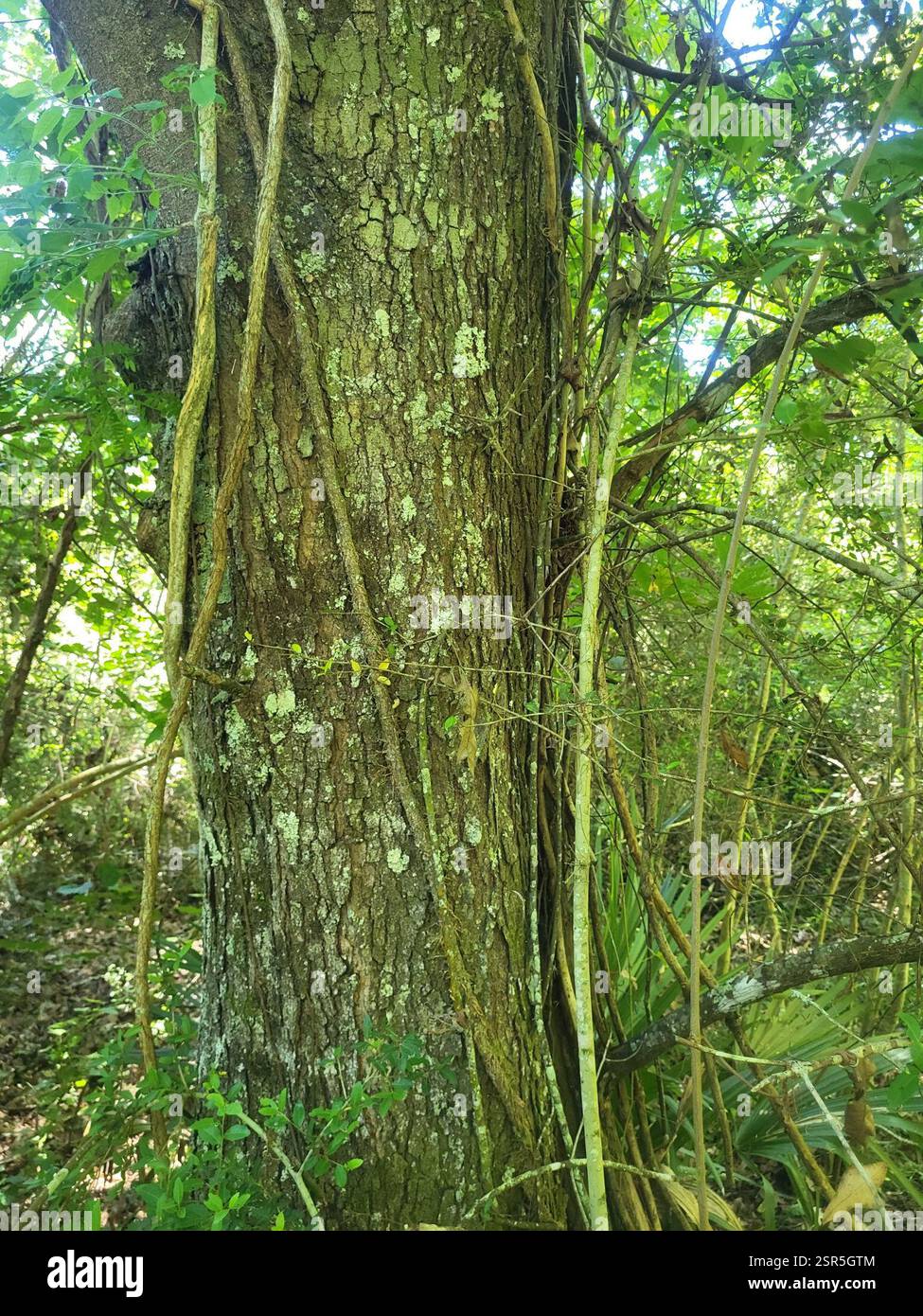 Water locust (Gleditsia aquatica), Plantae, Lacombe, LA 70445, USA ...