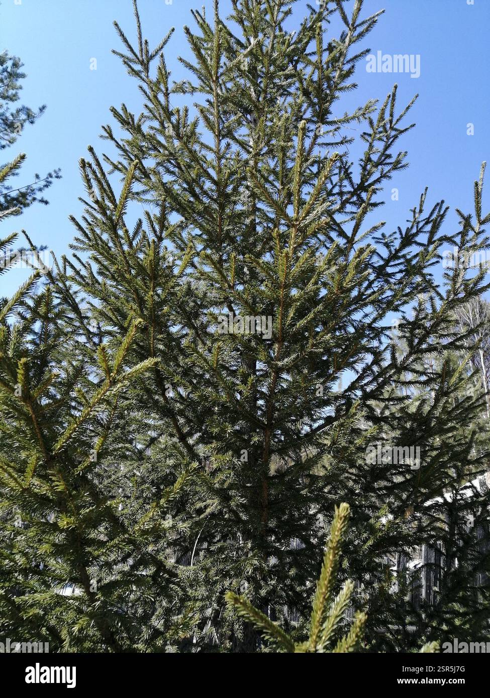 Siberian spruce (Picea obovata), Plantae, Иркутская обл., Россия ...