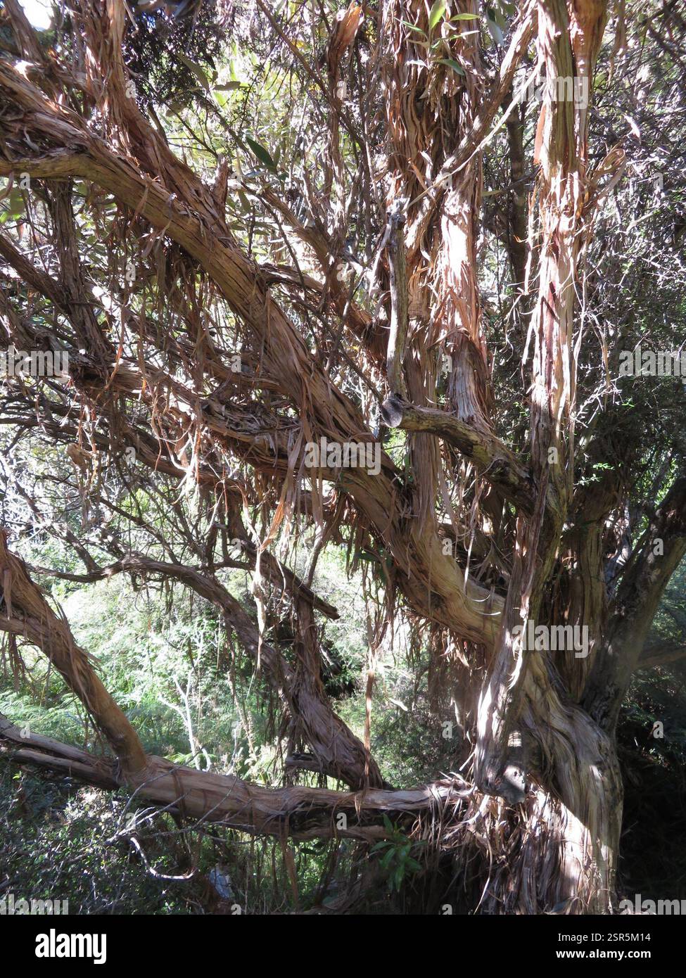mangrove-leaved daisy-bush (Olearia avicenniifolia), Plantae, Fern Burn ...