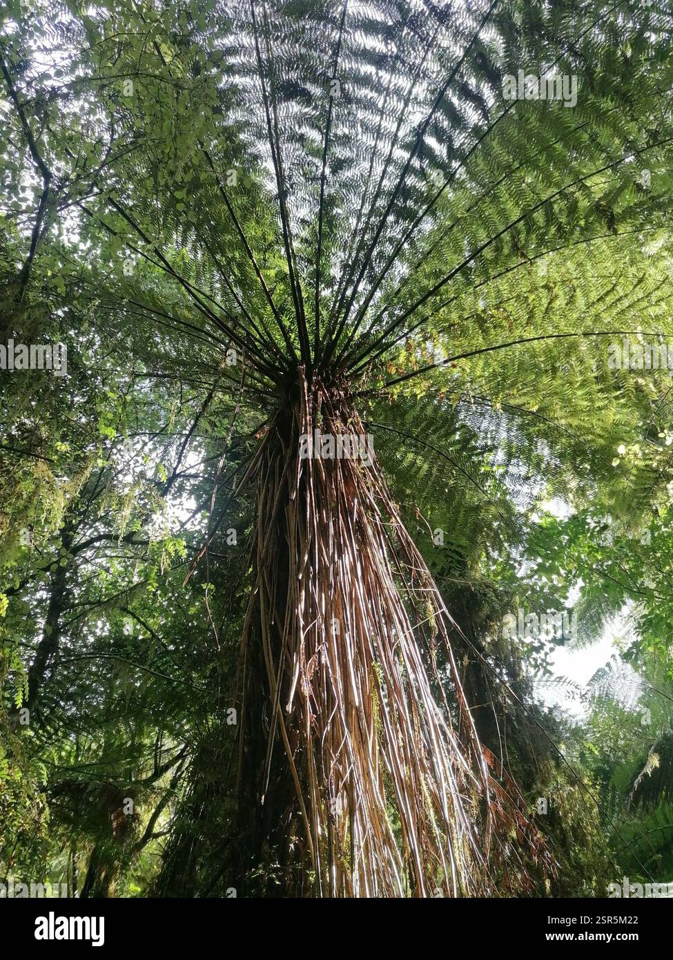 golden tree fern (Dicksonia fibrosa), Plantae, Karangarua 7886, New ...