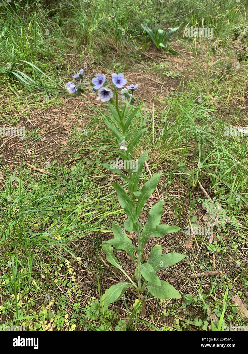 blue hound's-tongue (Cynoglossum creticum), Plantae, Ataturk 1. Cd ...