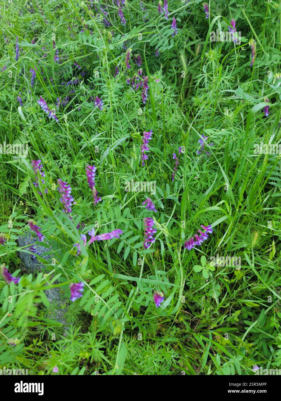 hairy vetch (Vicia villosa), Plantae, Auberry, CA 93602, USA Stock ...