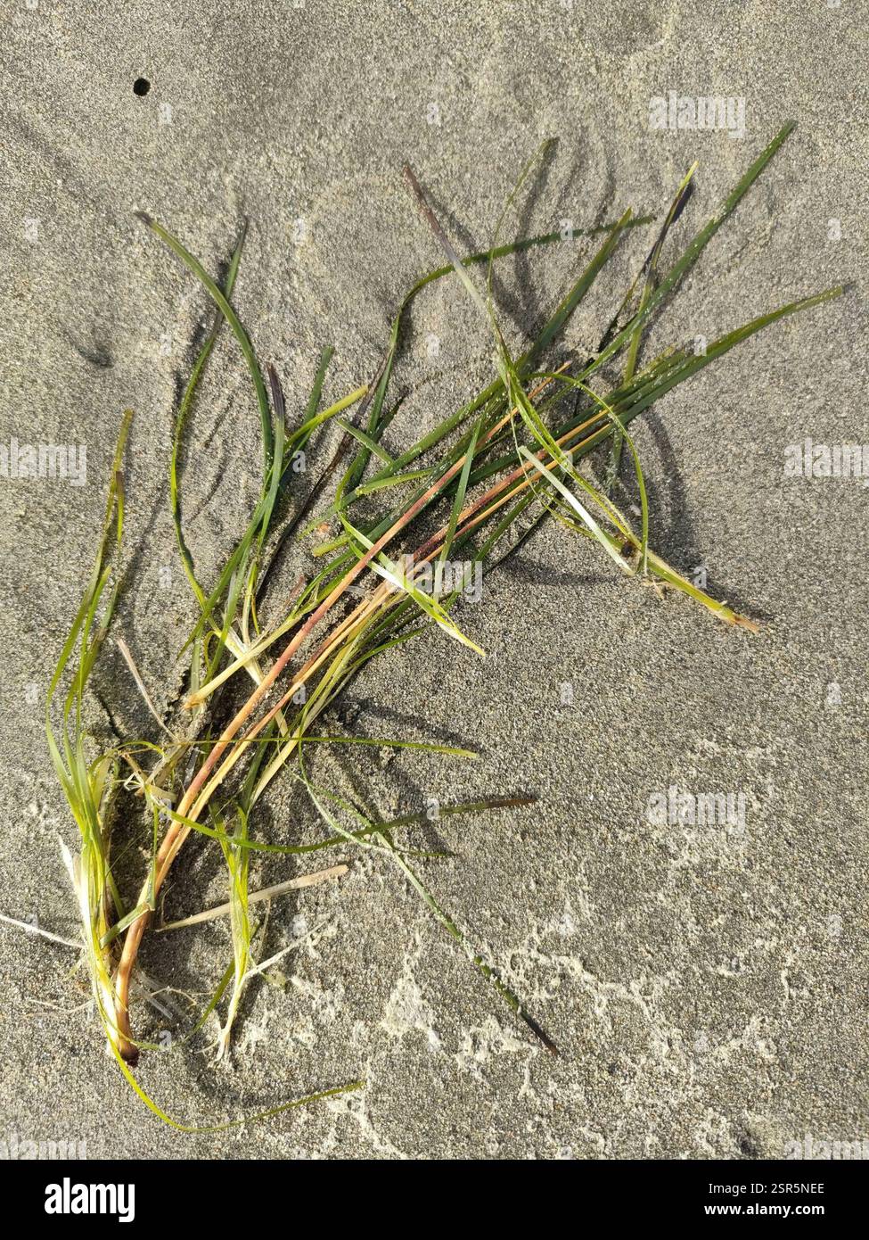 Nana (Zostera muelleri novozelandica), Plantae, Christchurch City ...
