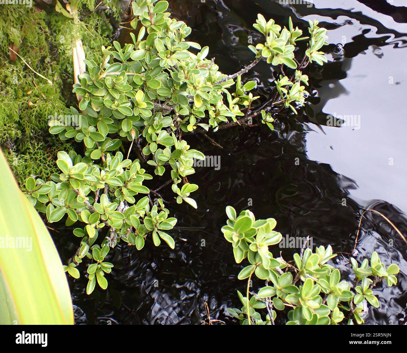 Swamp Mapou (Myrsine coxii), Plantae, Waitangi, NZ-CI, NZ, Occasion ...
