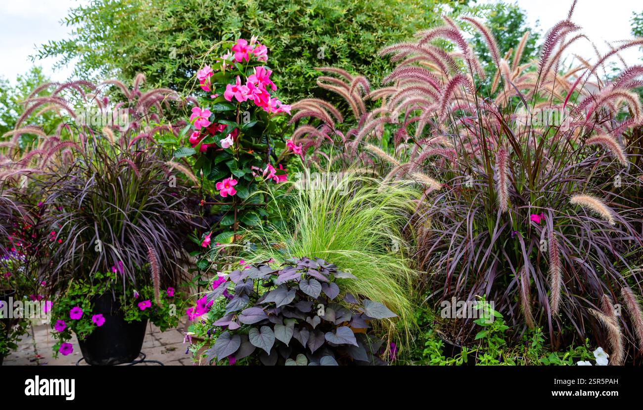 A mystical inviting garden with beautiful purple fountain grass ...