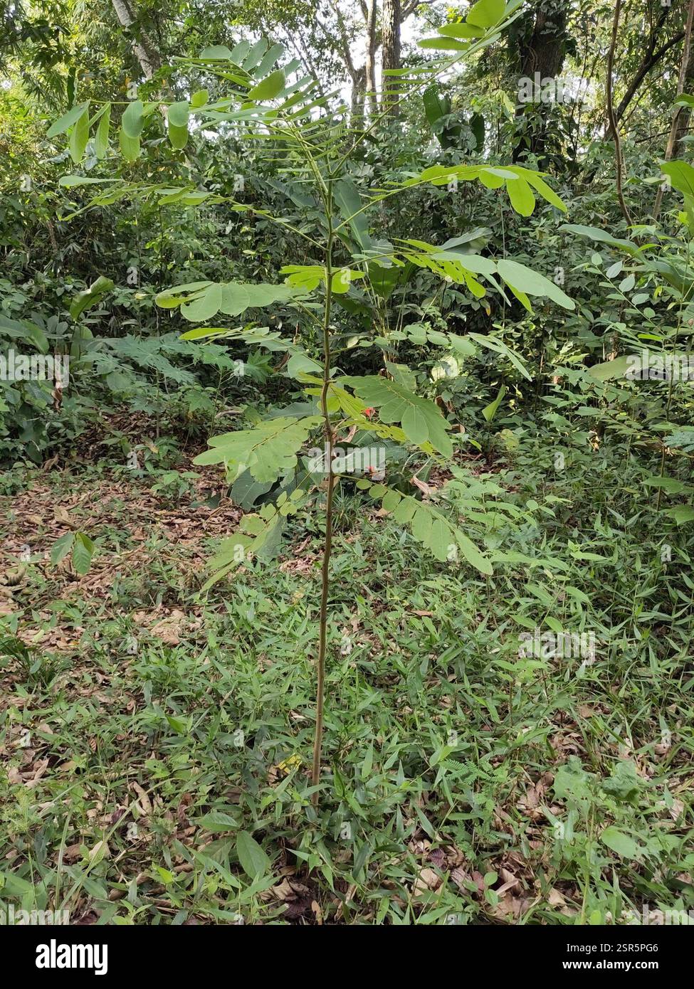 reticulate senna (Senna reticulata), Plantae, Charlesburg, Paramaribo ...