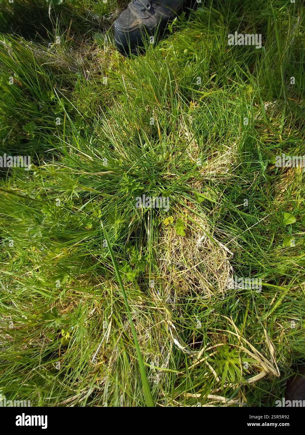 tufted hair grass (Deschampsia cespitosa), Plantae, Penlea Avenue ...