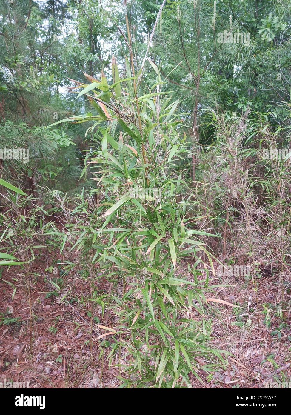 river cane (Arundinaria gigantea), Plantae, Jasper Stock Photo - Alamy