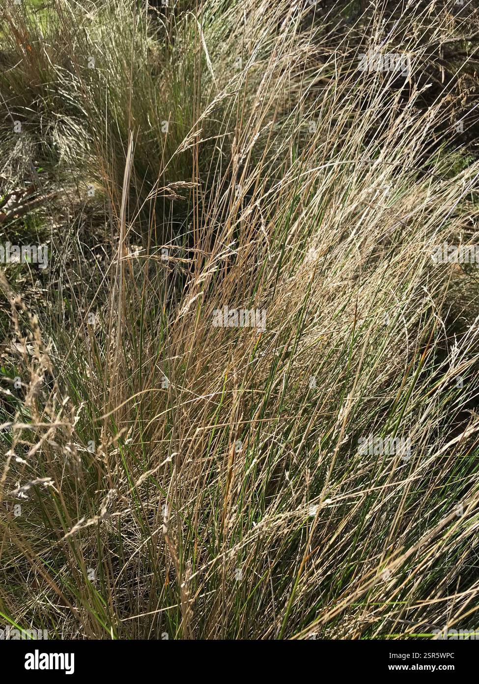 common tussock grass (Poa labillardierei), Plantae, Aitken Ward ...