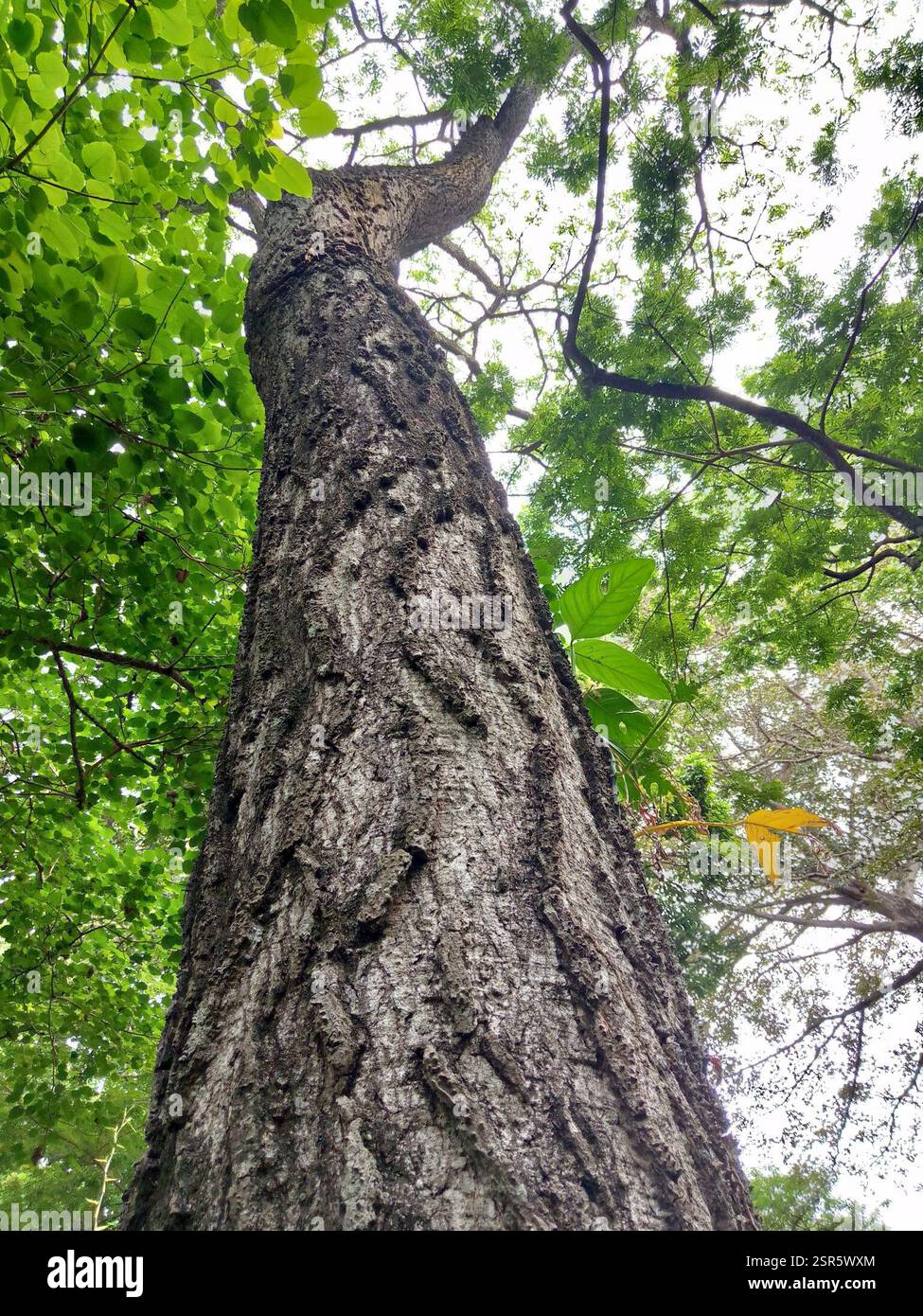 yellow mombin (Spondias mombin), Plantae, Guanare 3350, Portuguesa ...