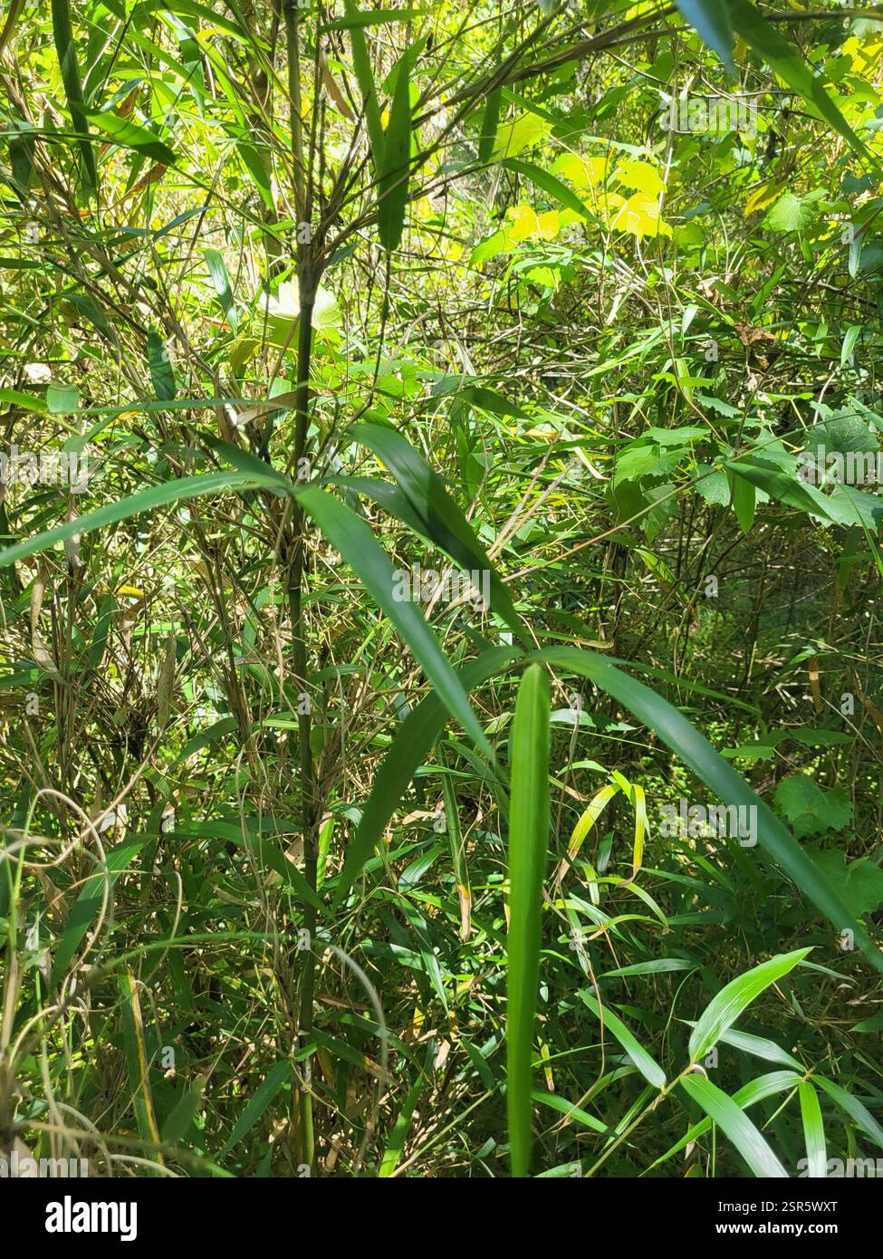 river cane (Arundinaria gigantea), Plantae, Lacombe, LA 70445, USA Stock Photo - Alamy