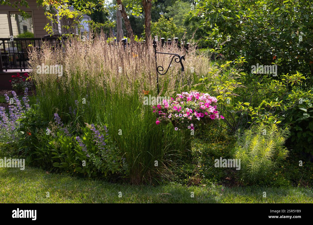 Karl Foerster Reed Grass, Calamagrostis, Grasses with their feathery plumes, mannerly with bold ...