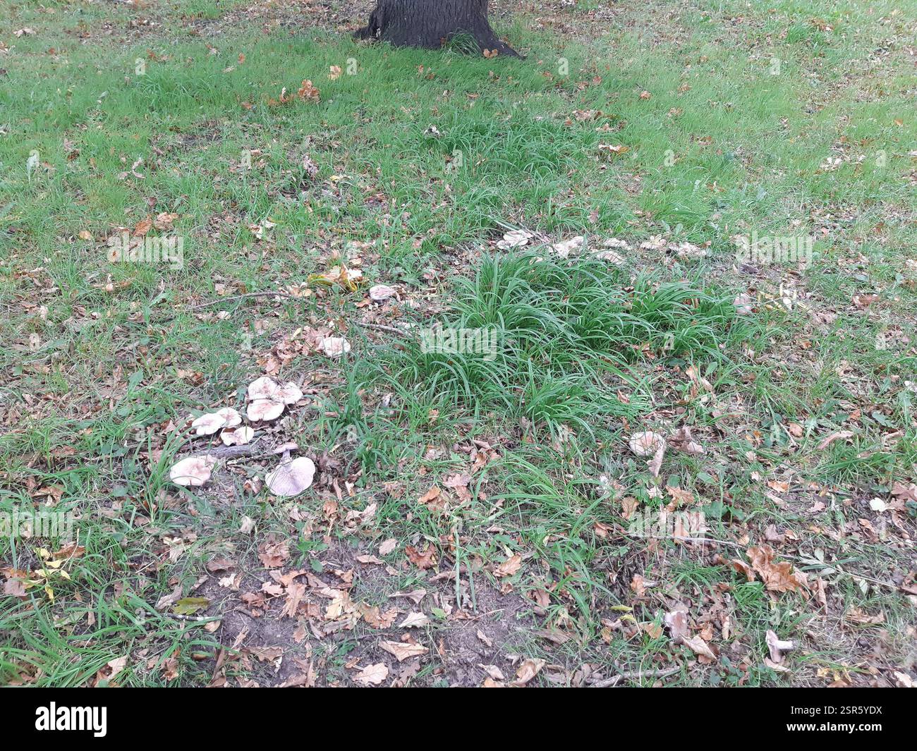 Blewit (Collybia nuda), Fungi, Christchurch Central City, Christchurch ...
