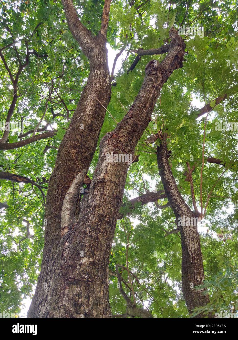 Monkey pod tree (Samanea saman), Plantae, Guanare 3350, Portuguesa ...