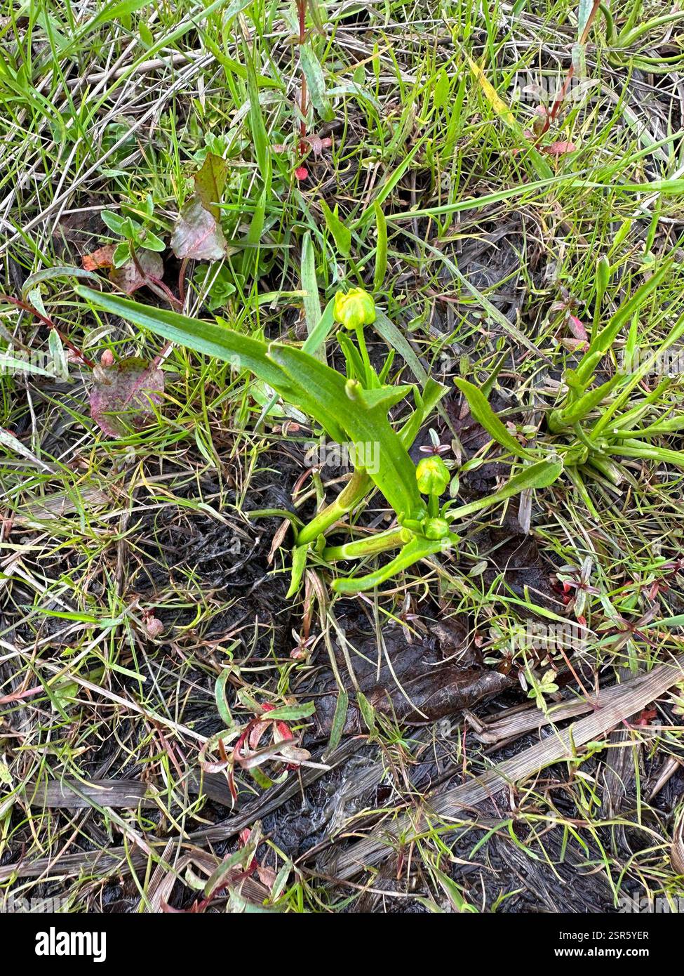 Plantainleaf Buttercup (Ranunculus alismifolius), Plantae, Jackson ...