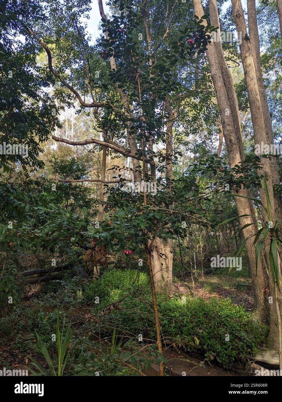 Waterberries (Syzygium), Plantae, Nerang QLD 4211, Australia Stock ...