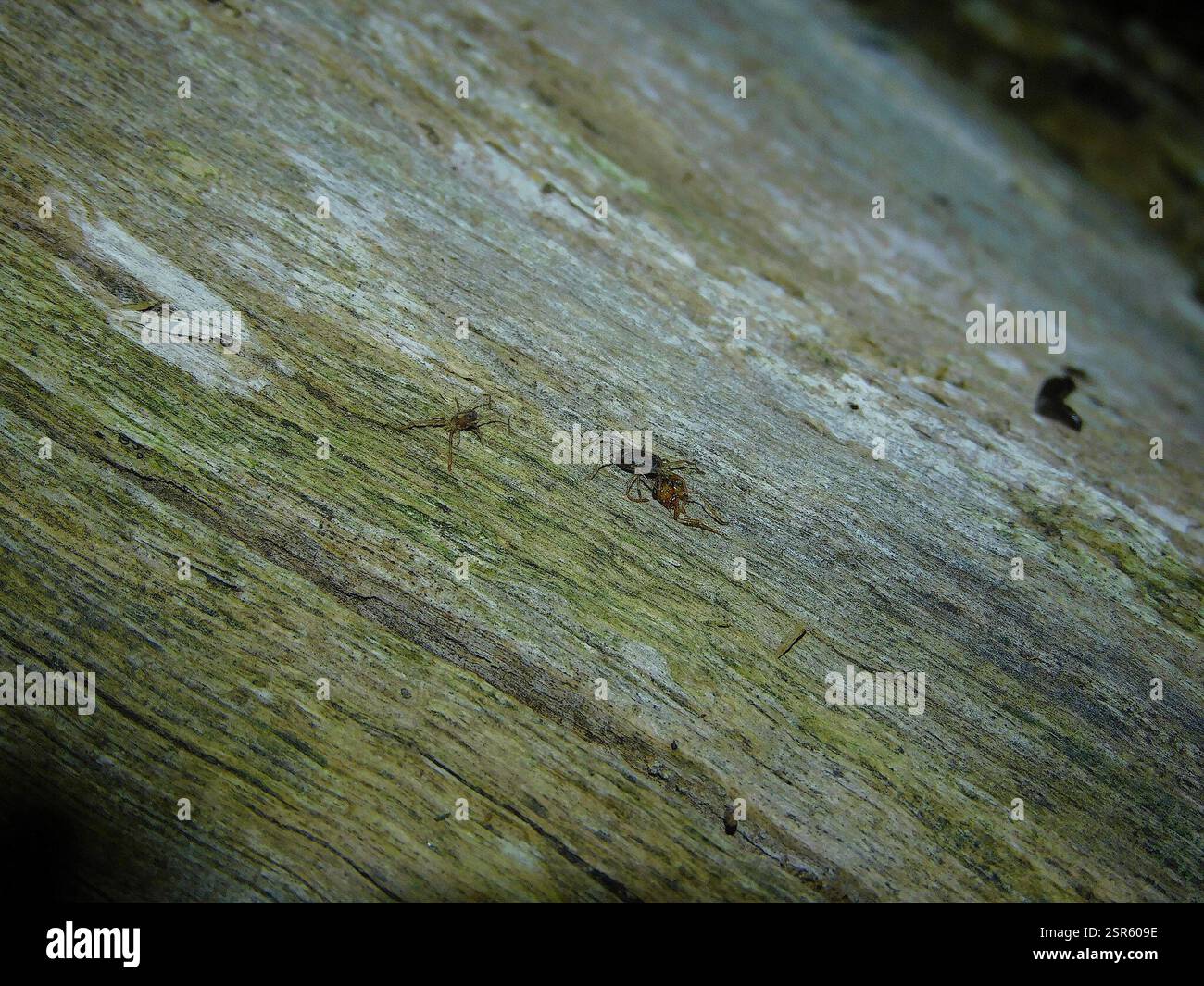 (Erythraeidae), Arachnida, Truganini Track, Taroona TAS 7053, Australia ...