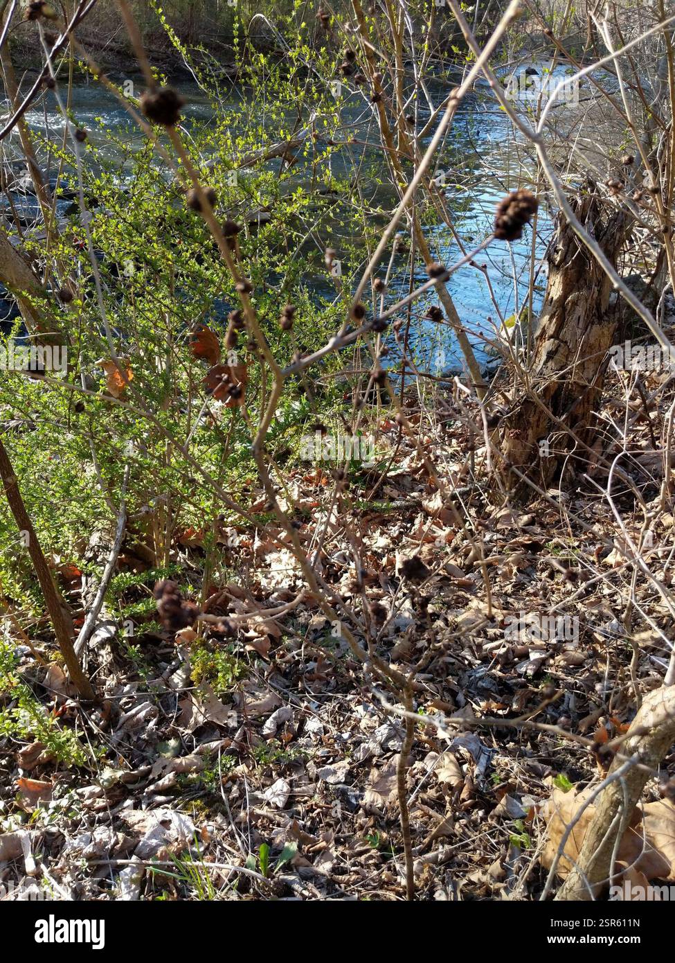 elms (Ulmus), Plantae, Benner Township, PA, USA, for the shrub with ...